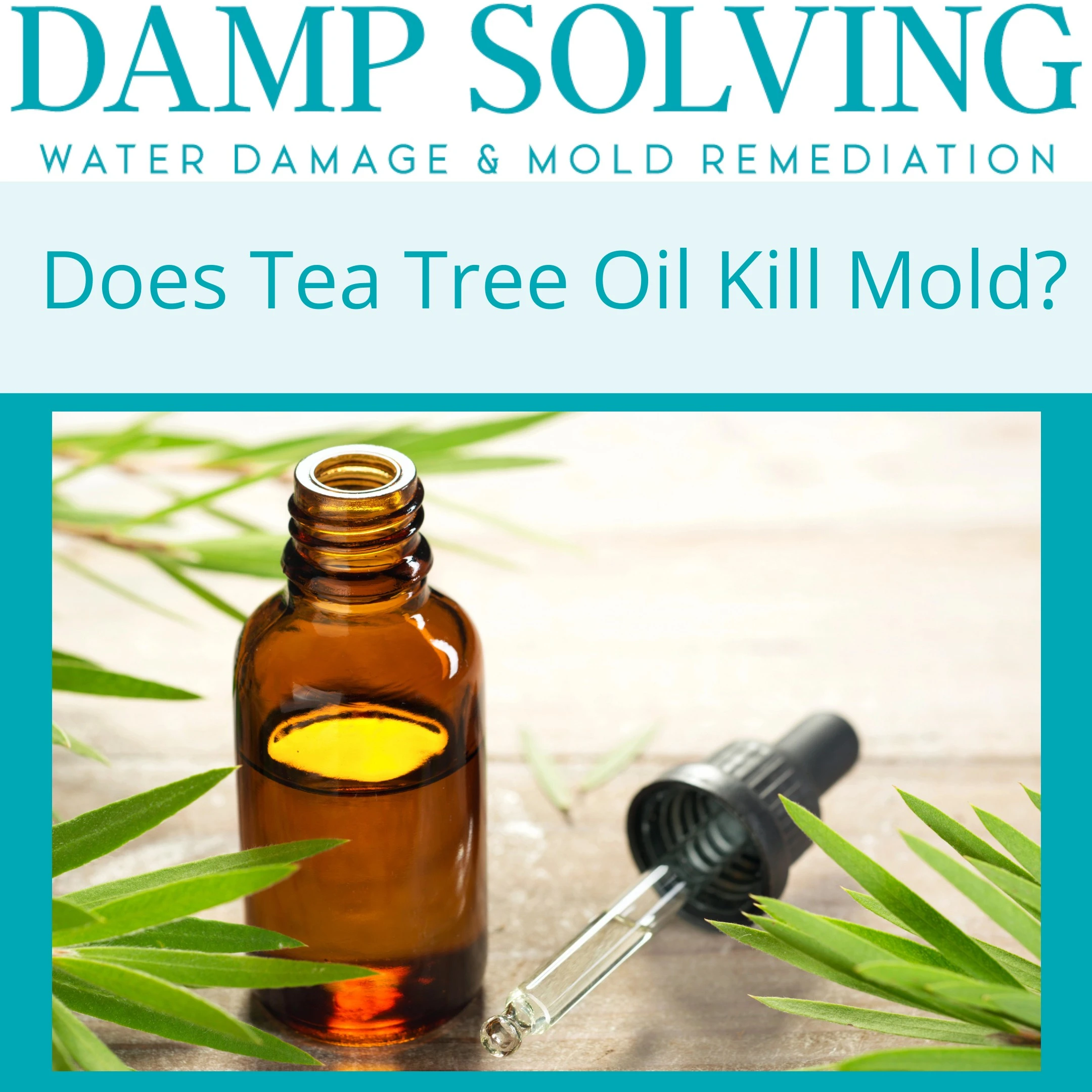 Does Tea Tree Oil Kill Mold? Efficacy, Safety & Limits